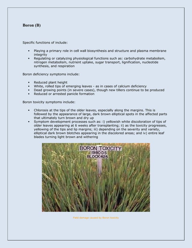 Deficiency and Toxicity Symptoms in Rice Plant.docx