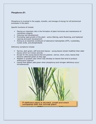 Deficiency and Toxicity Symptoms in Rice Plant.docx