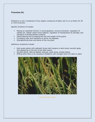 Deficiency and Toxicity Symptoms in Rice Plant.docx