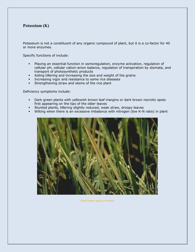 Deficiency and Toxicity Symptoms in Rice Plant.docx