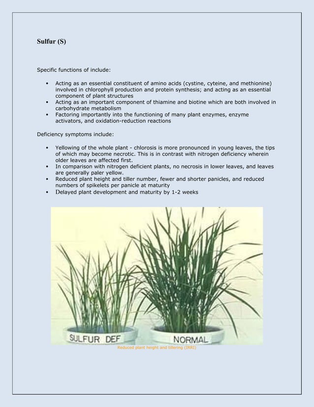 Deficiency and Toxicity Symptoms in Rice Plant.docx