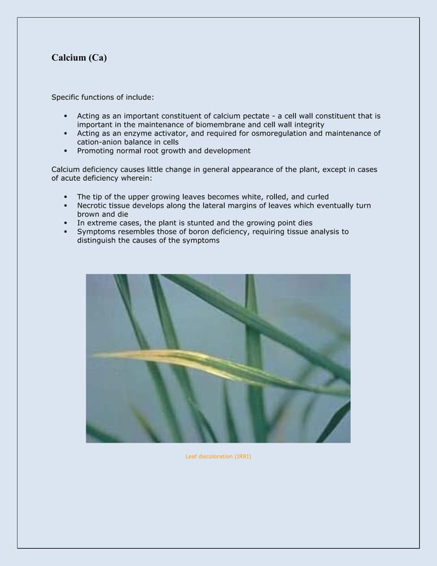Deficiency and Toxicity Symptoms in Rice Plant.docx