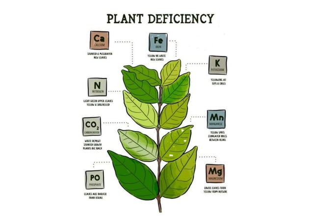 DEFICIENCY OF ESSENTIAL ELEMENTS IN DIFFERENT CROP.pptx | Agriculture ...
