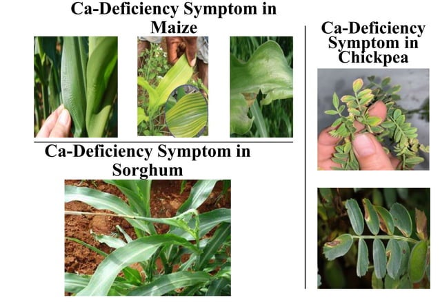 DEFICIENCY OF ESSENTIAL ELEMENTS IN DIFFERENT CROP.pptx | Agriculture ...