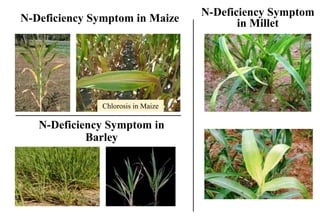 DEFICIENCY OF ESSENTIAL ELEMENTS IN DIFFERENT CROP.pptx