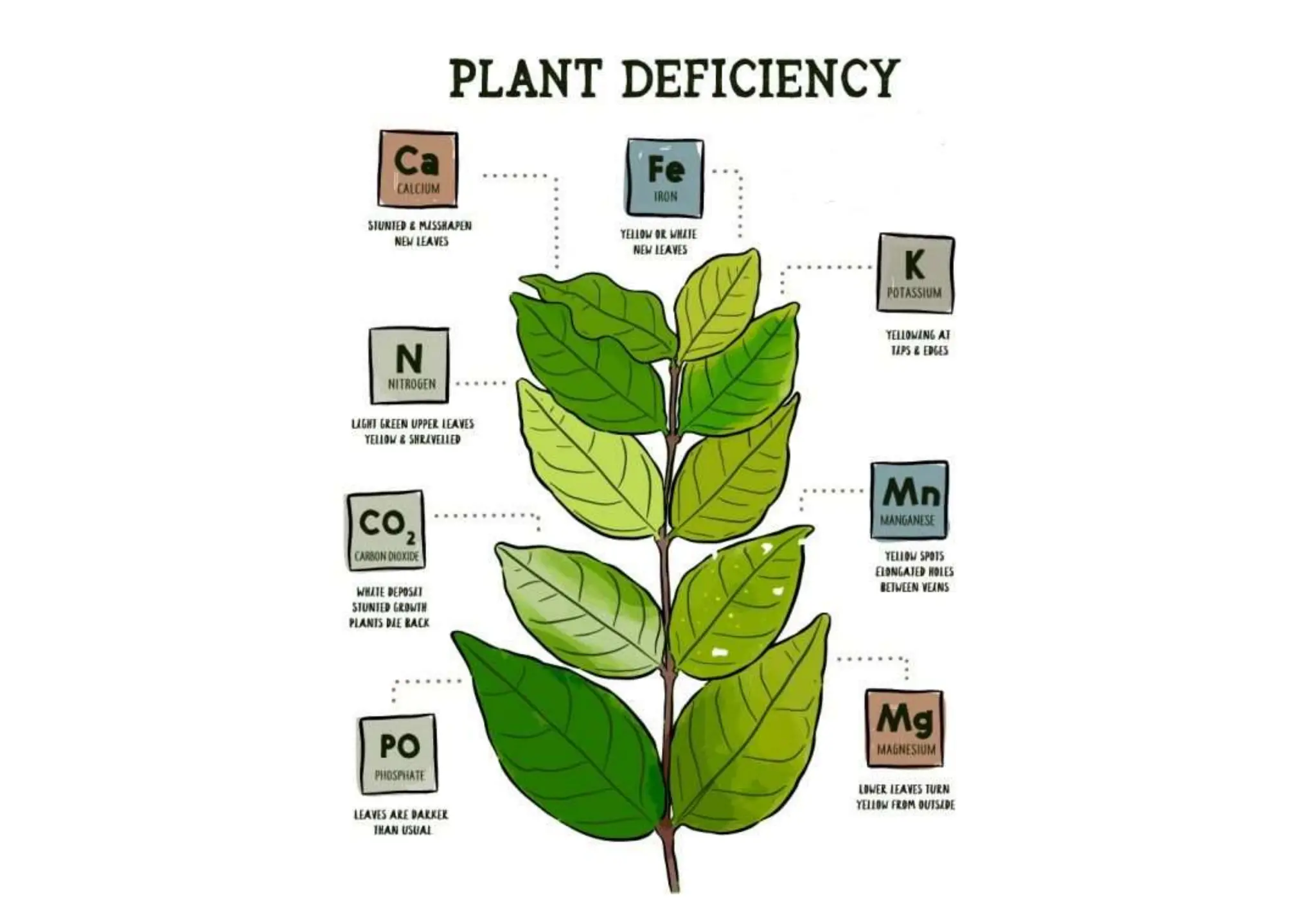 DEFICIENCY OF ESSENTIAL ELEMENTS IN DIFFERENT CROP.pptx