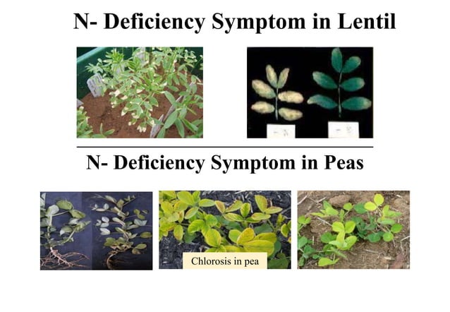 DEFICIENCY OF ESSENTIAL ELEMENTS IN DIFFERENT CROP.pptx
