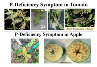 DEFICIENCY OF ESSENTIAL ELEMENTS IN DIFFERENT CROP.pptx