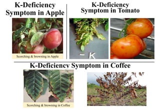 DEFICIENCY OF ESSENTIAL ELEMENTS IN DIFFERENT CROP.pptx