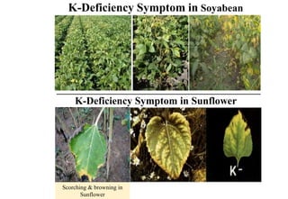 DEFICIENCY OF ESSENTIAL ELEMENTS IN DIFFERENT CROP.pptx