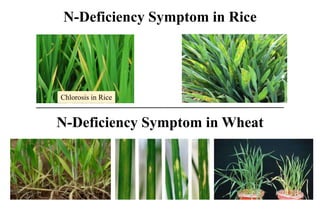 DEFICIENCY OF ESSENTIAL ELEMENTS IN DIFFERENT CROP.pptx