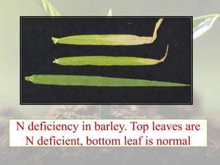 Deficiency symptoms of plant nutrients id 19 mshfs025,27,34,38 ssac-723 ...