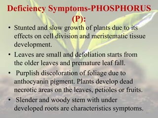 Deficiency symptoms of plant nutrients id 19 mshfs025,27,34,38 ssac-723 ...