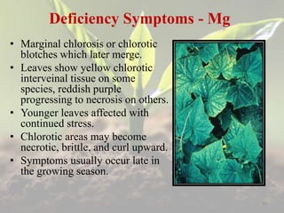 Deficiency symptoms of plant nutrients id 19 mshfs025,27,34,38 ssac-723 ...