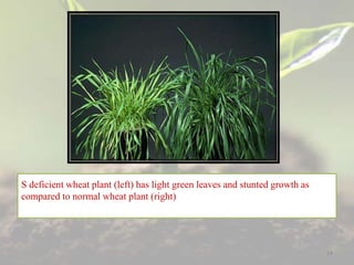 Deficiency symptoms of plant nutrients id 19 mshfs025,27,34,38 ssac-723 ...