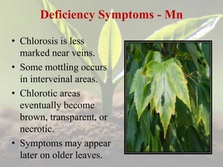 Deficiency symptoms of plant nutrients id 19 mshfs025,27,34,38 ssac-723 ...