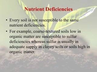 Deficiency symptoms of plant nutrients id 19 mshfs025,27,34,38 ssac-723 ...