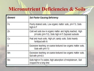 Deficiency symptoms of plant nutrients id 19 mshfs025,27,34,38 ssac-723 ...