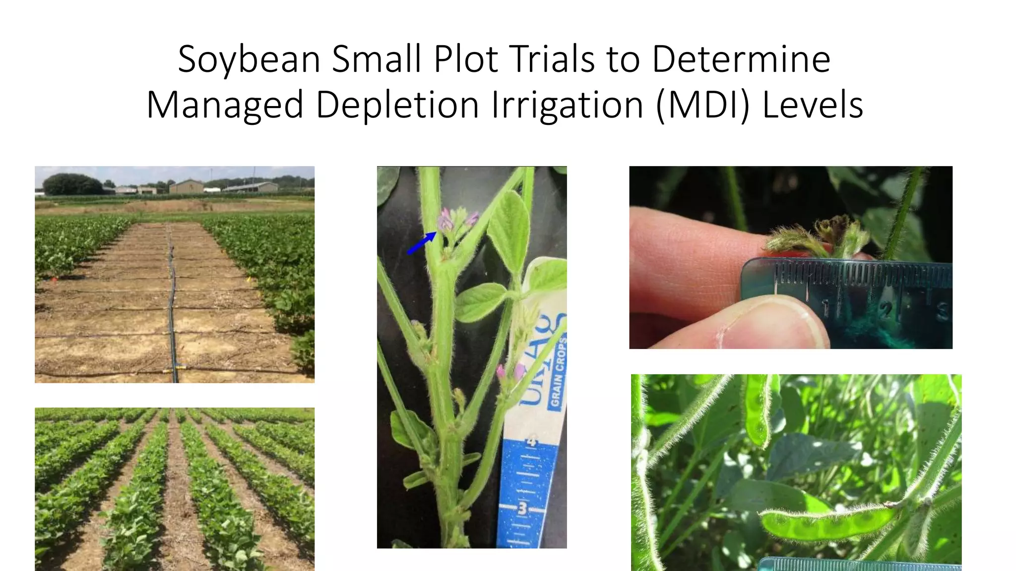 Deficit irrigation of row crops | PPTX