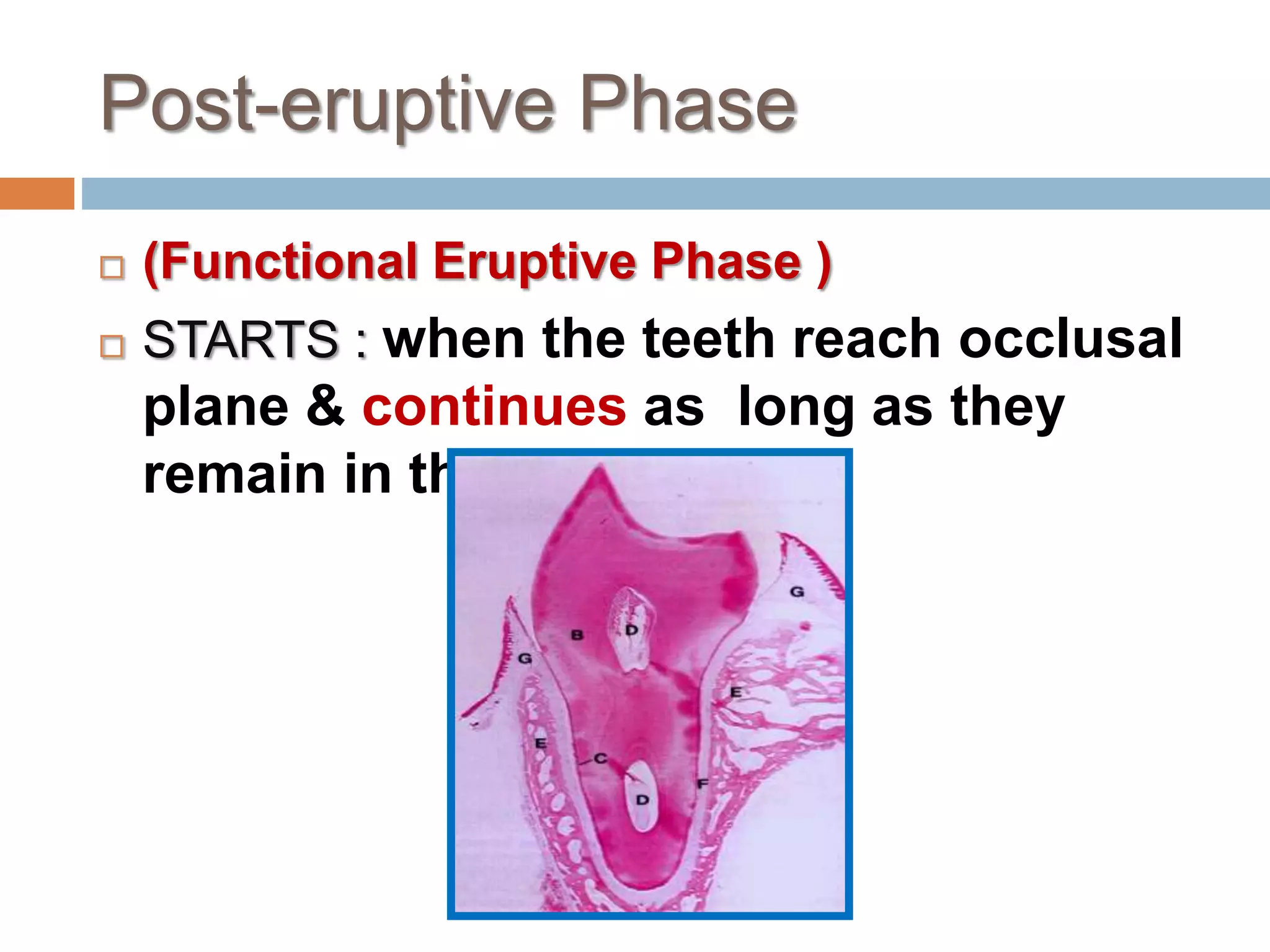 Define eruption of teeth & its phases | PPTX