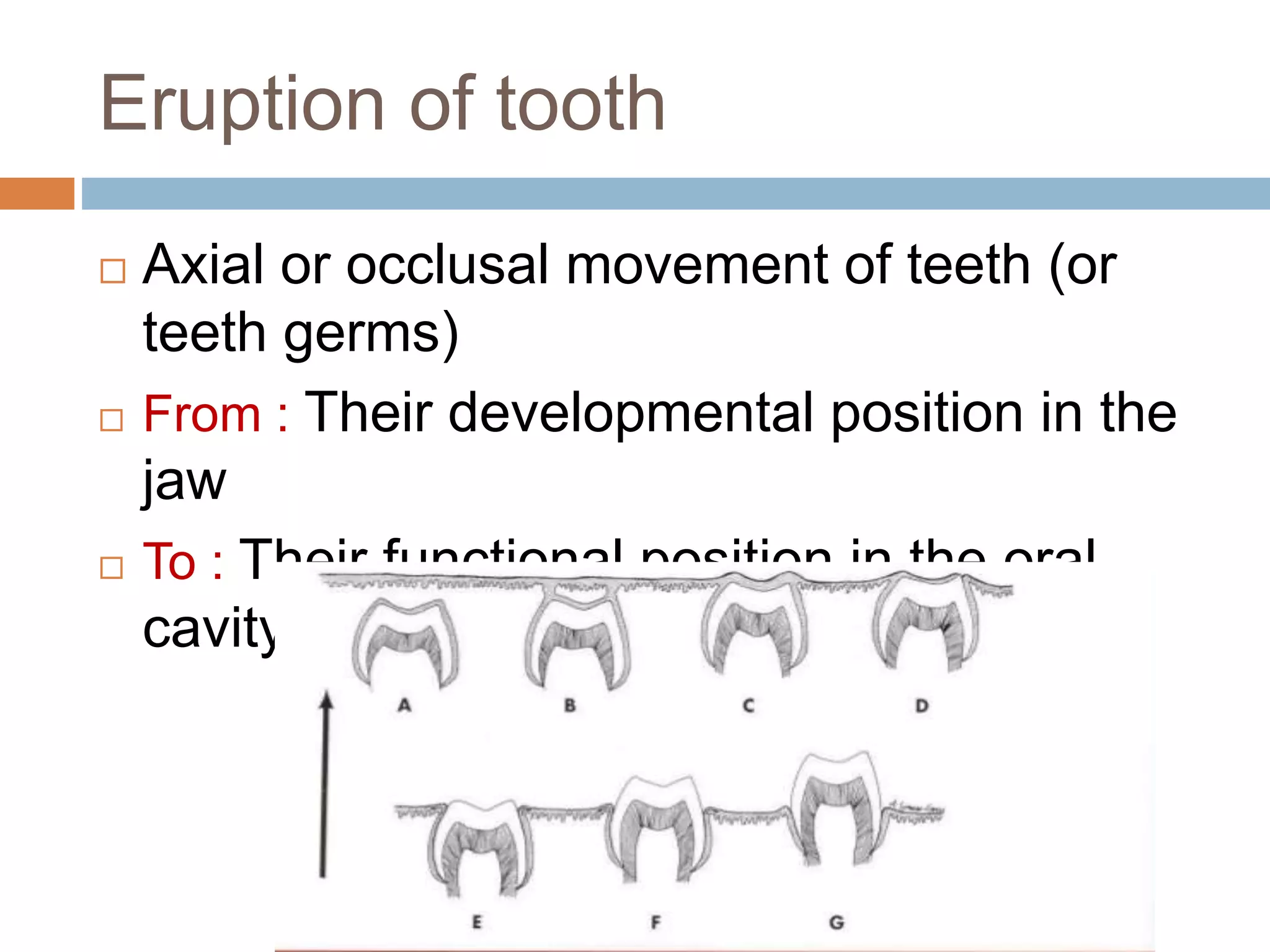 Define eruption of teeth & its phases | PPTX
