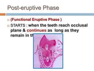 Define eruption of teeth & its phases | PPTX