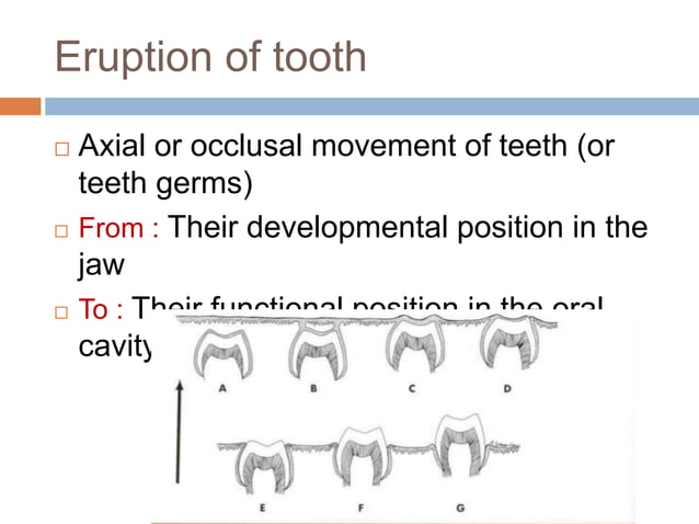 Define eruption of teeth & its phases | PPTX | Dental Health | Diseases ...