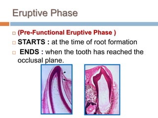 Define eruption of teeth & its phases | PPTX