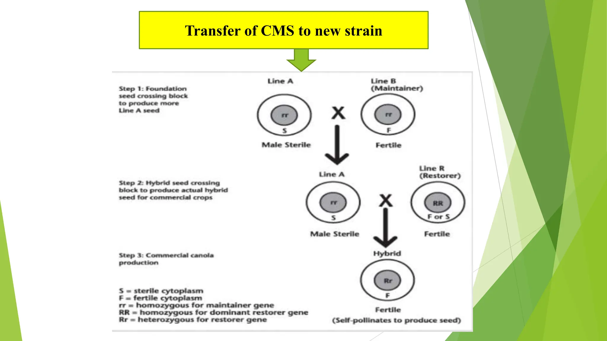 Define Male Sterility, Types, transfer of CMS to the new strain ...