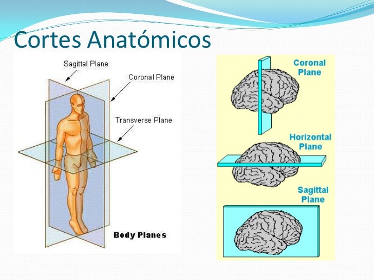 Definición de Anatomía y Fisiología