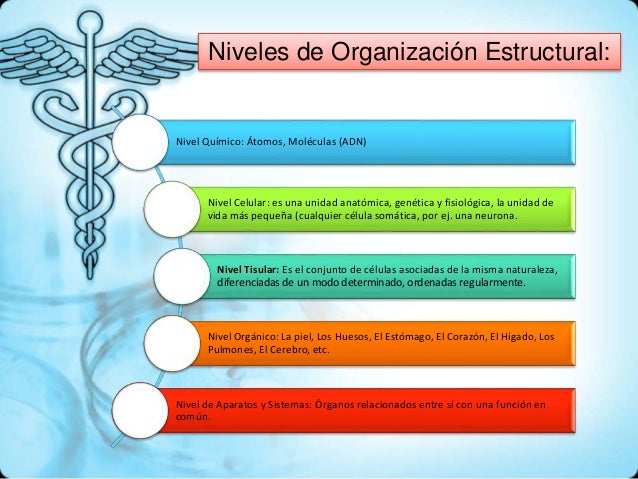 Definicin De Anatoma Y Fisiologa