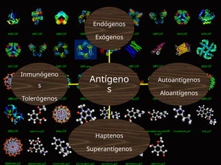 Definiciones y Células presentacion inmunología | PPTX