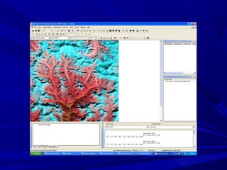 Image Analysis using Definiens Professional 4 | PPT