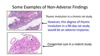 Defining adverse non adverse and adaptive responses in safety:risk ...