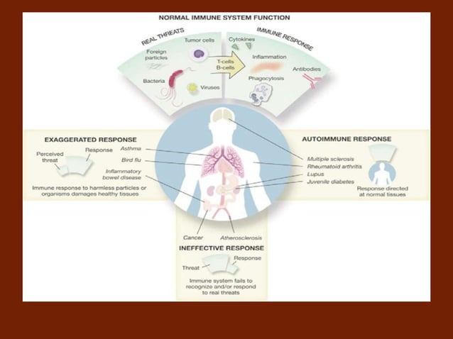 Defining Terms Of The Lymphatic & Immune System | PPT | Infectious Diseases | Diseases and ...