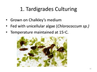 Defining the viability of tardigrades with a molecular sensor related ...