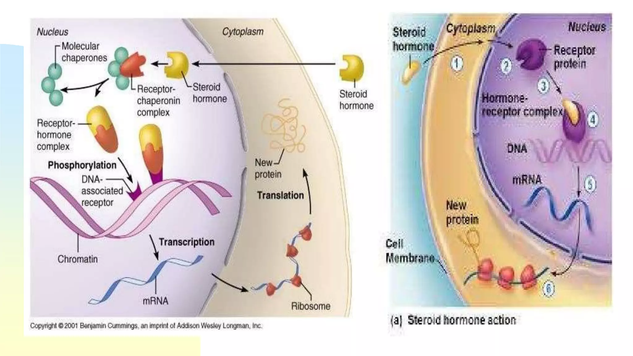 Definition and types of hormones | PPTX