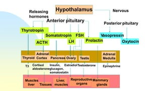 Definition and types of hormones | PPTX