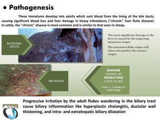 Definition, incidence, etiology, epidemiology,fasciolosis-by Dr ...