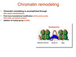 Definition of epigenetics | PPT