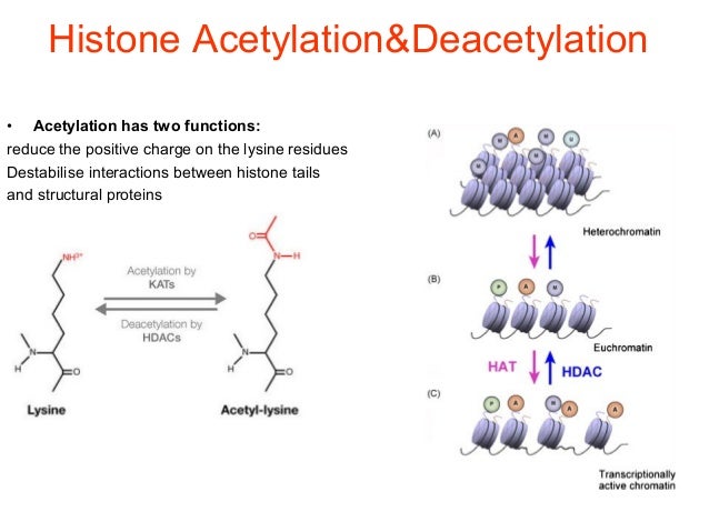 Definition of epigenetics