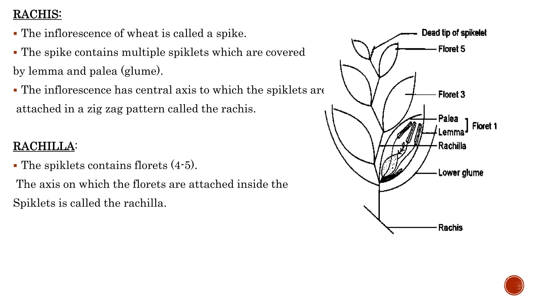 Definition of technical words.pptx