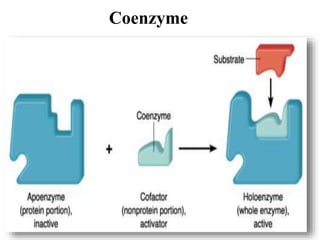Definitions and types of coenzymes | PPTX