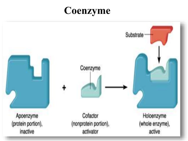 Definitions and types of coenzymes | PPTX | Chemistry | Science