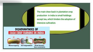 Definition, Scope and Importance of Plantation Crops.pptx