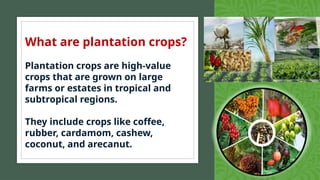 Definition, Scope and Importance of Plantation Crops.pptx