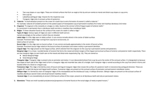 Definitions Tooth Morphology-1.docx | Dental Health | Diseases and ...