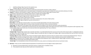 Definitions Tooth Morphology-1.docx