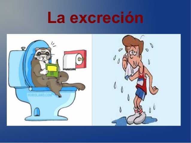 La excreción en los seres vivos.