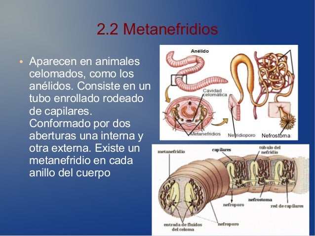 La excreción en los seres vivos.